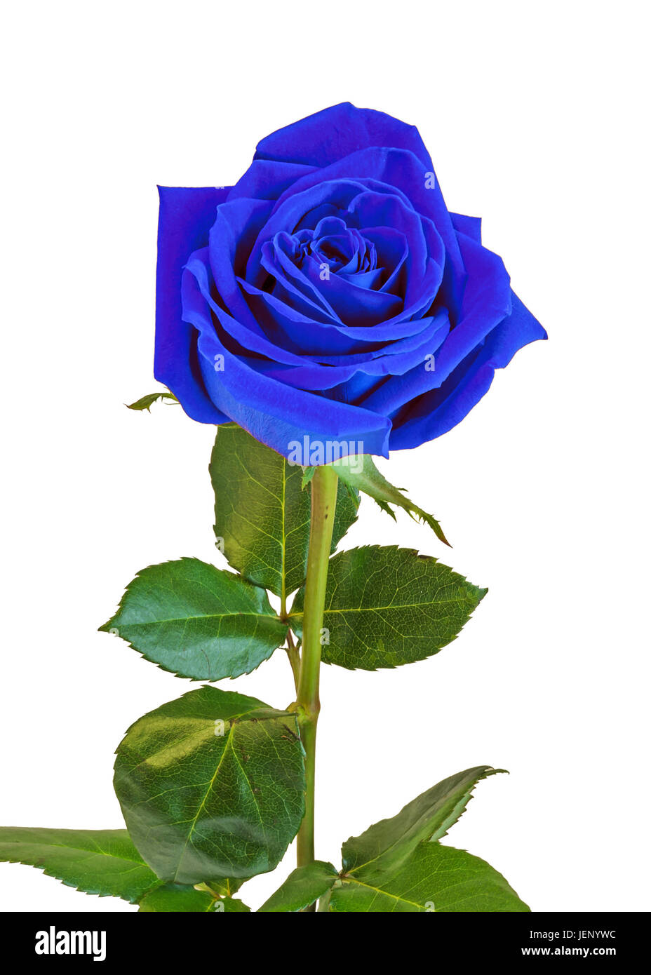 Blue rose flower, green leaves, close up, isolated on white background ...