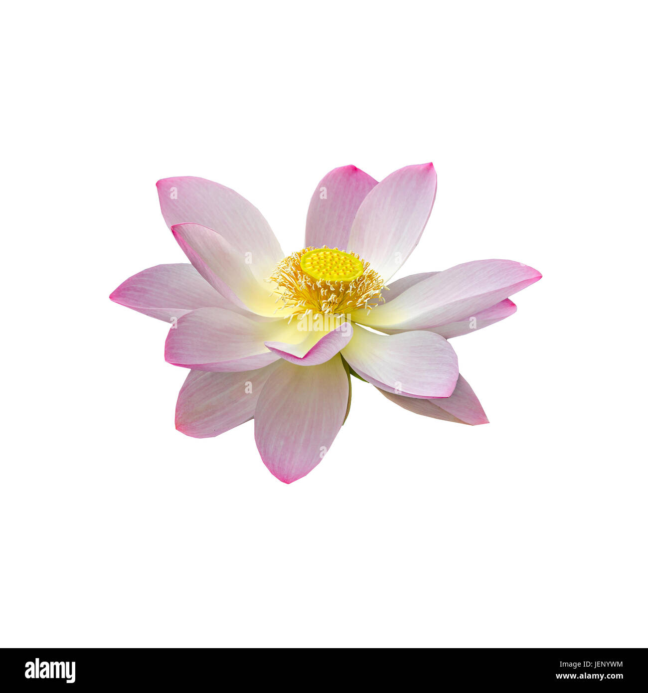 Nelumbo nucifera nymphaea Cut Out Stock Images & Pictures - Alamy