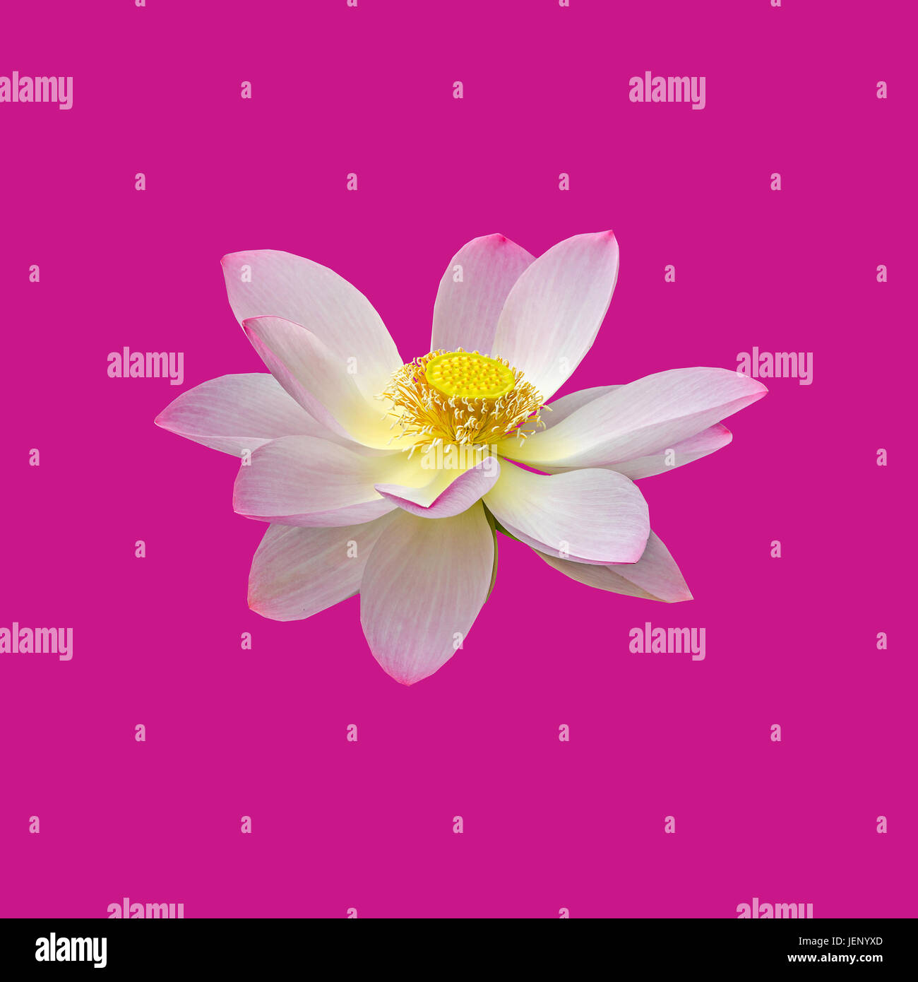 Pink nuphar flower, water-lily, pond-lily, spatterdock, Nelumbo ...
