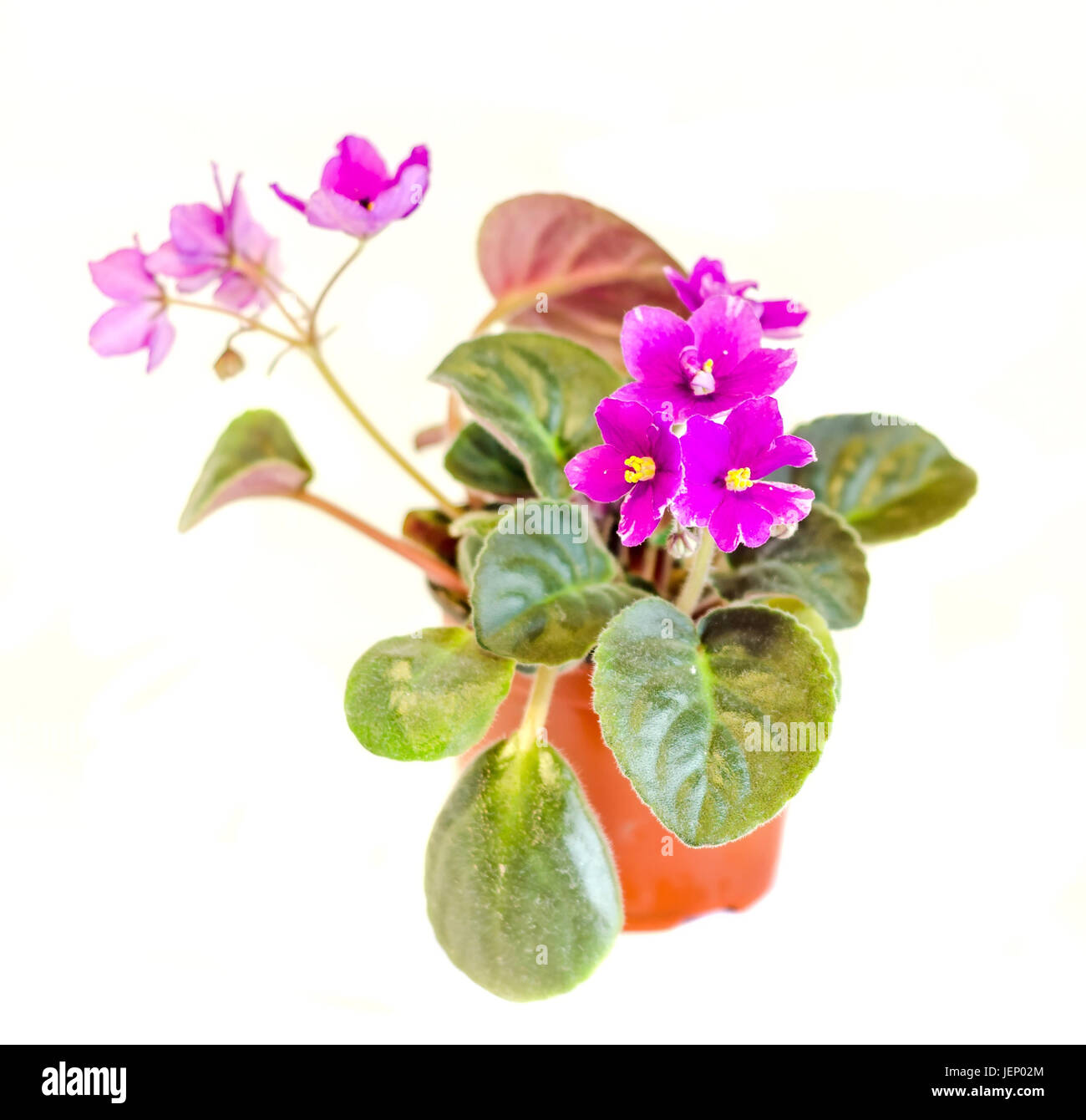 African violets Cut Out Stock Images & Pictures - Alamy