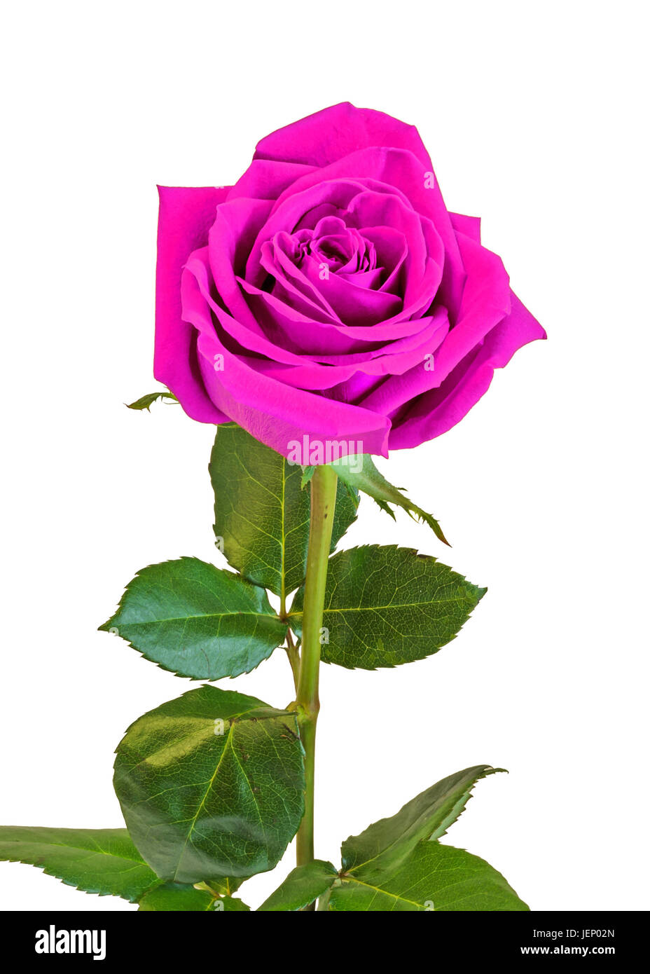 Pink rose flower, green leaves, close up, green bokeh background ...