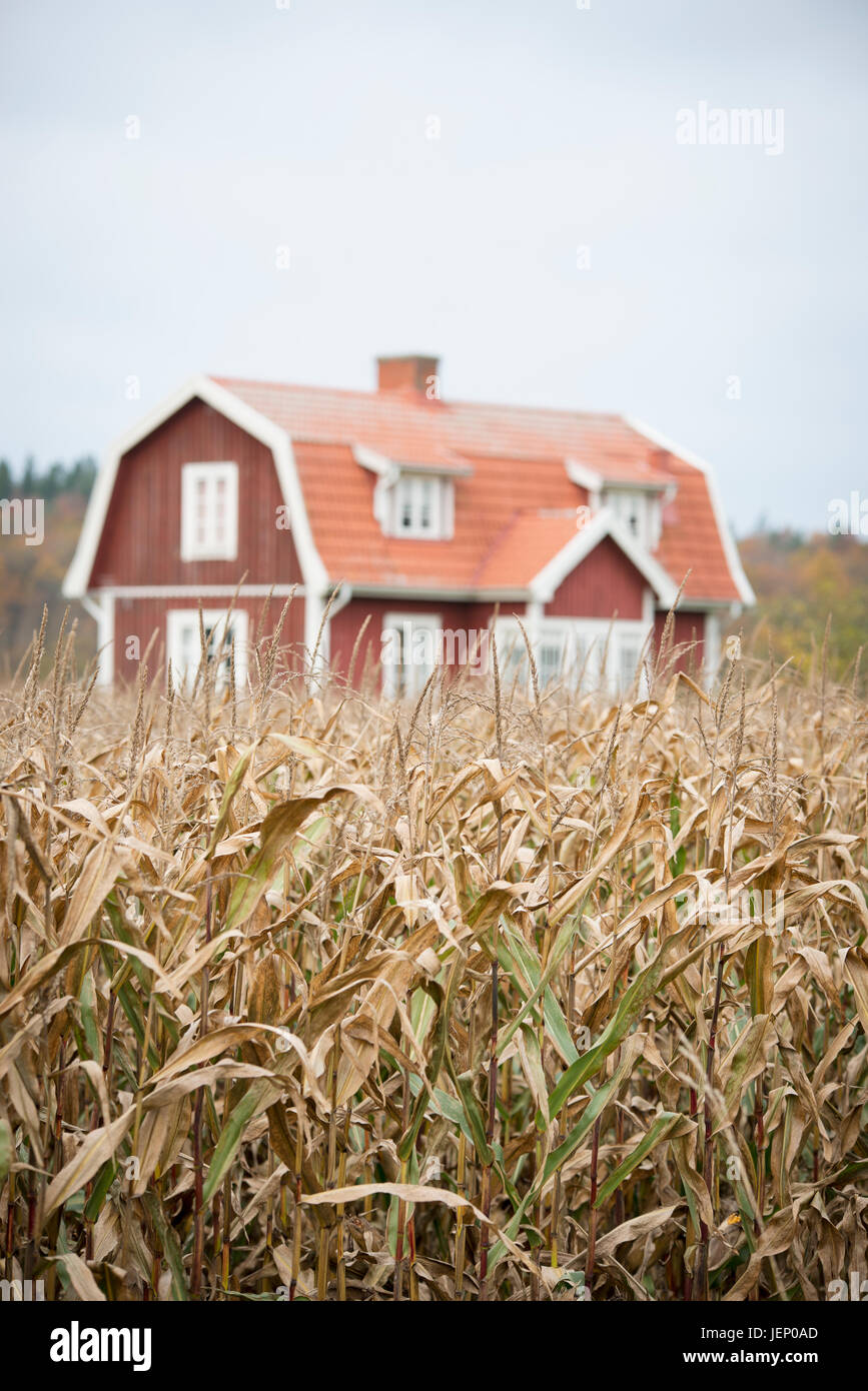 Corn field, farmhouse on background Stock Photo - Alamy