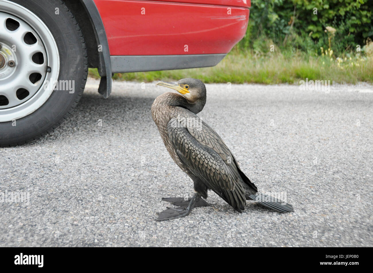 Water bird near car Stock Photo - Alamy