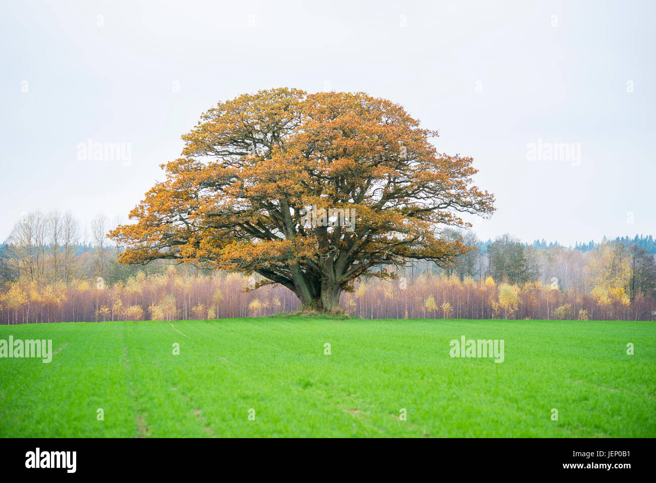 Tree on field hi-res stock photography and images - Alamy