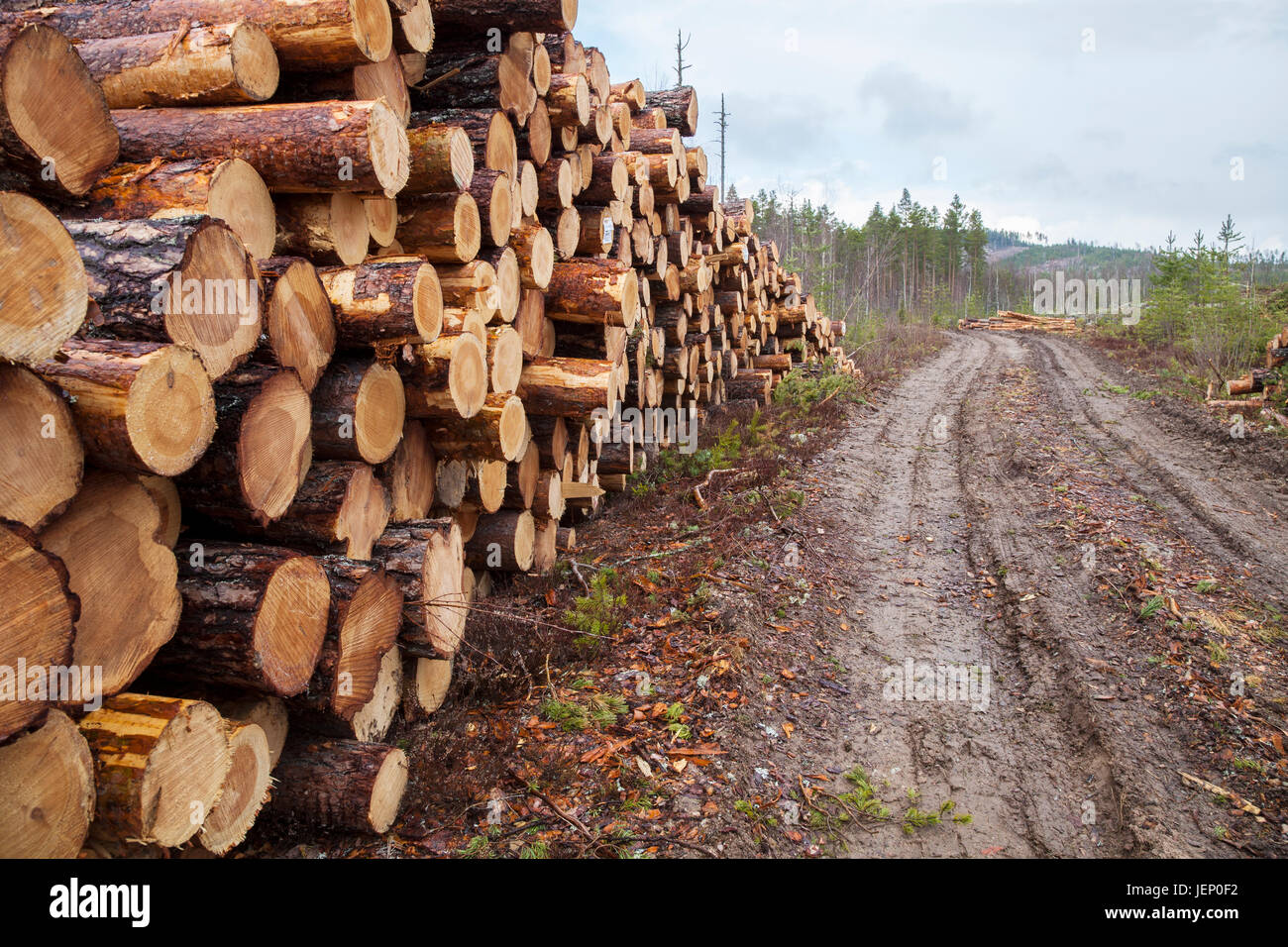 Logs in pile Stock Photo - Alamy