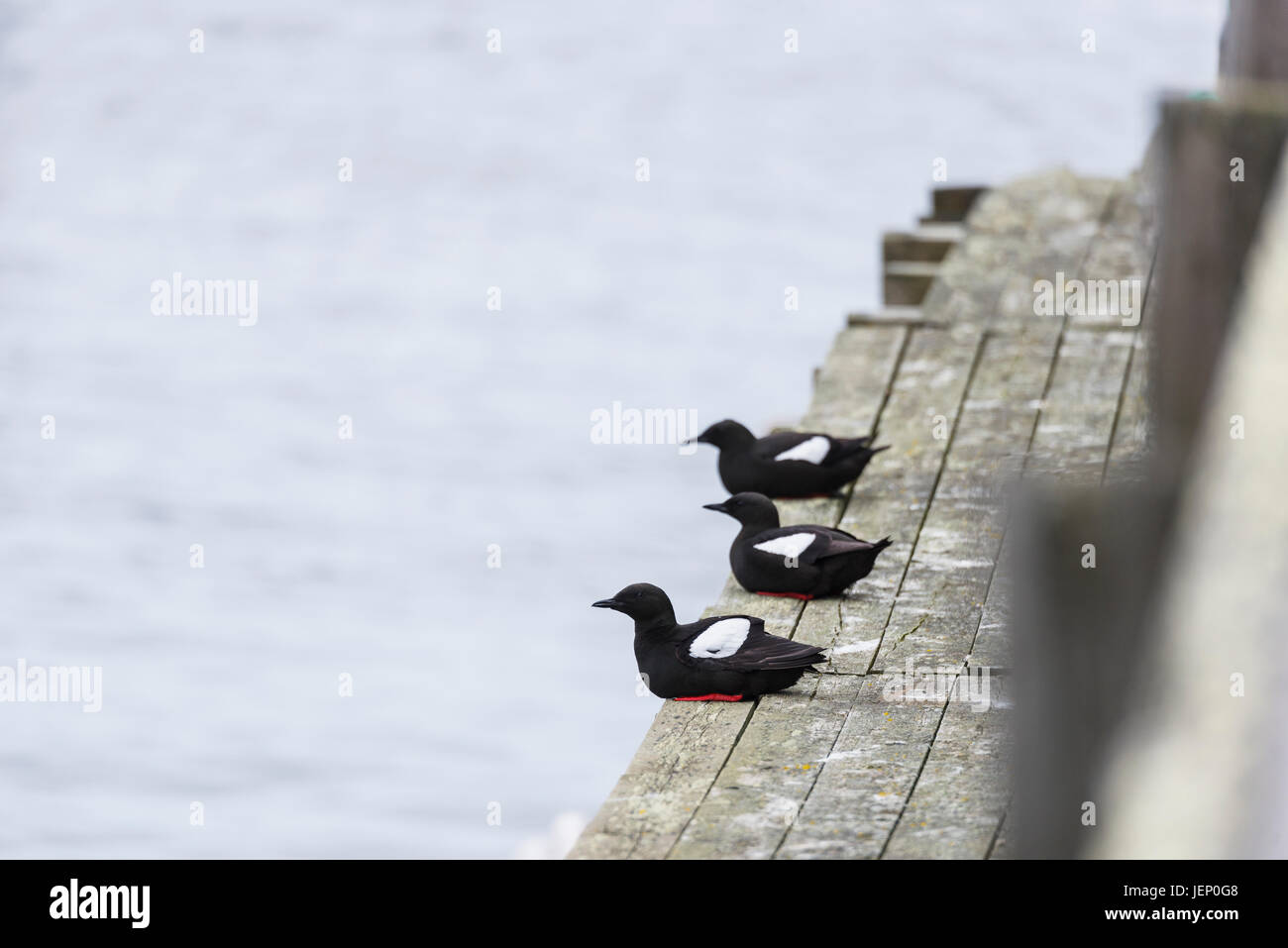 Birds on wooden jetty Stock Photo - Alamy