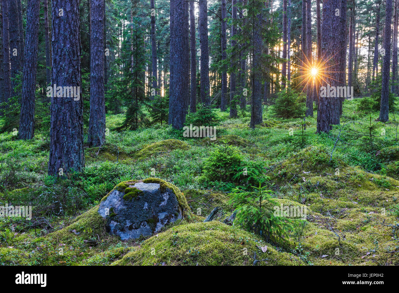 Forest at dusk Stock Photo - Alamy