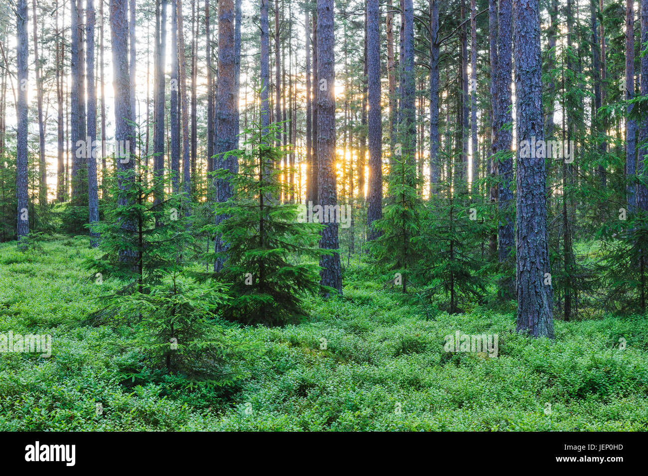 Forest at dusk Stock Photo - Alamy