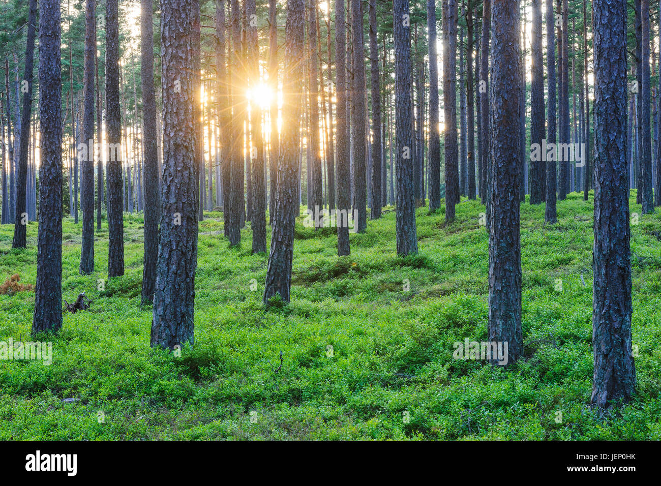 Forest at dusk Stock Photo - Alamy