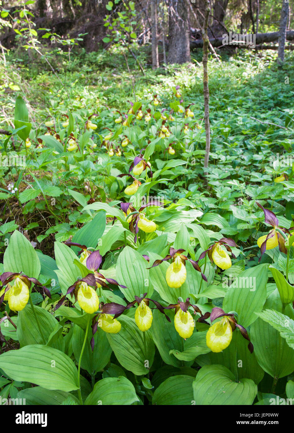 Wildflowers in forest Stock Photo - Alamy