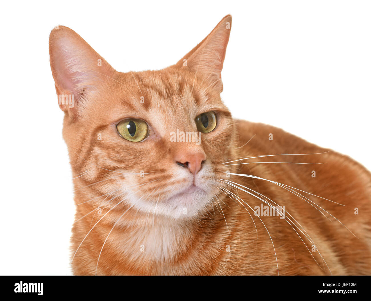 ginger cat in front of white background Stock Photo - Alamy