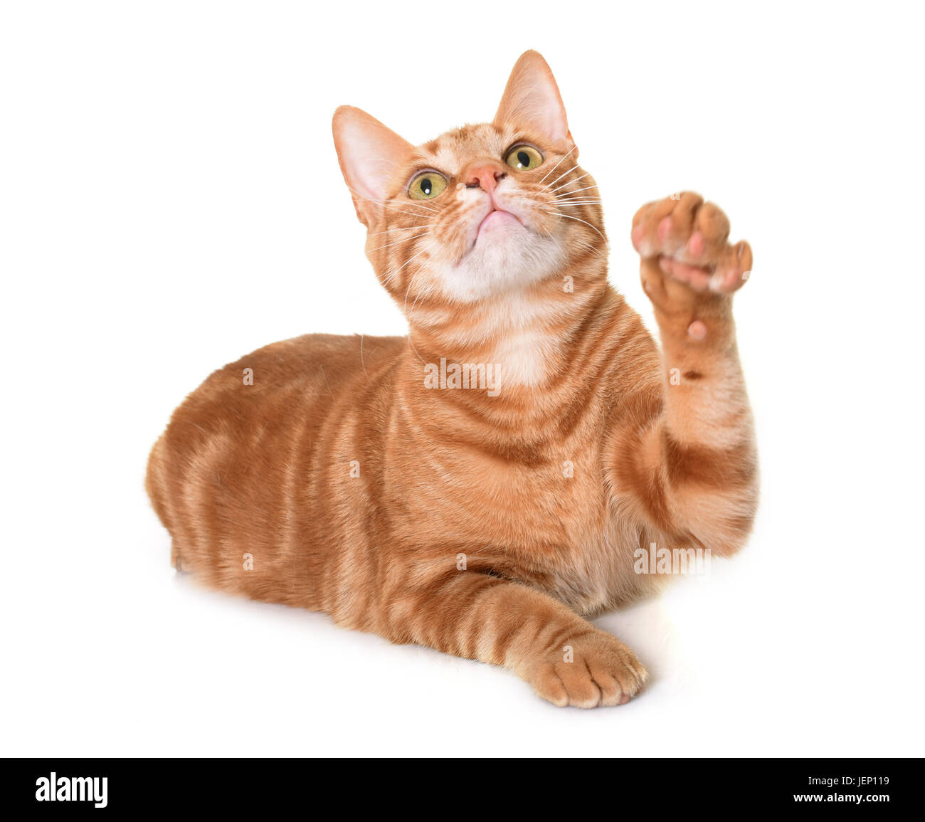 ginger cat in front of white background Stock Photo - Alamy
