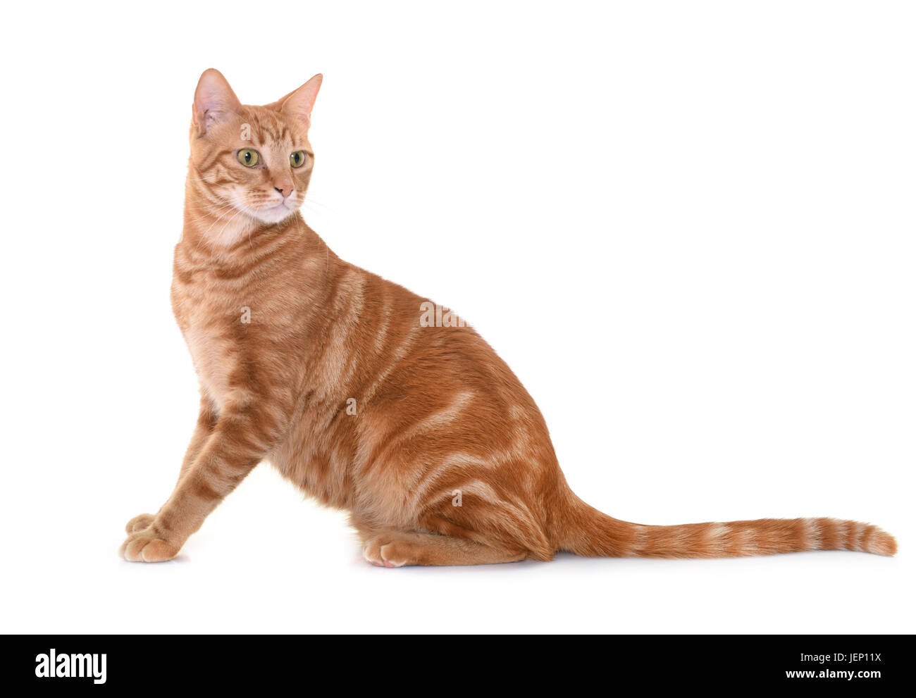 Pet adult ginger cat Cut Out Stock Images & Pictures - Alamy