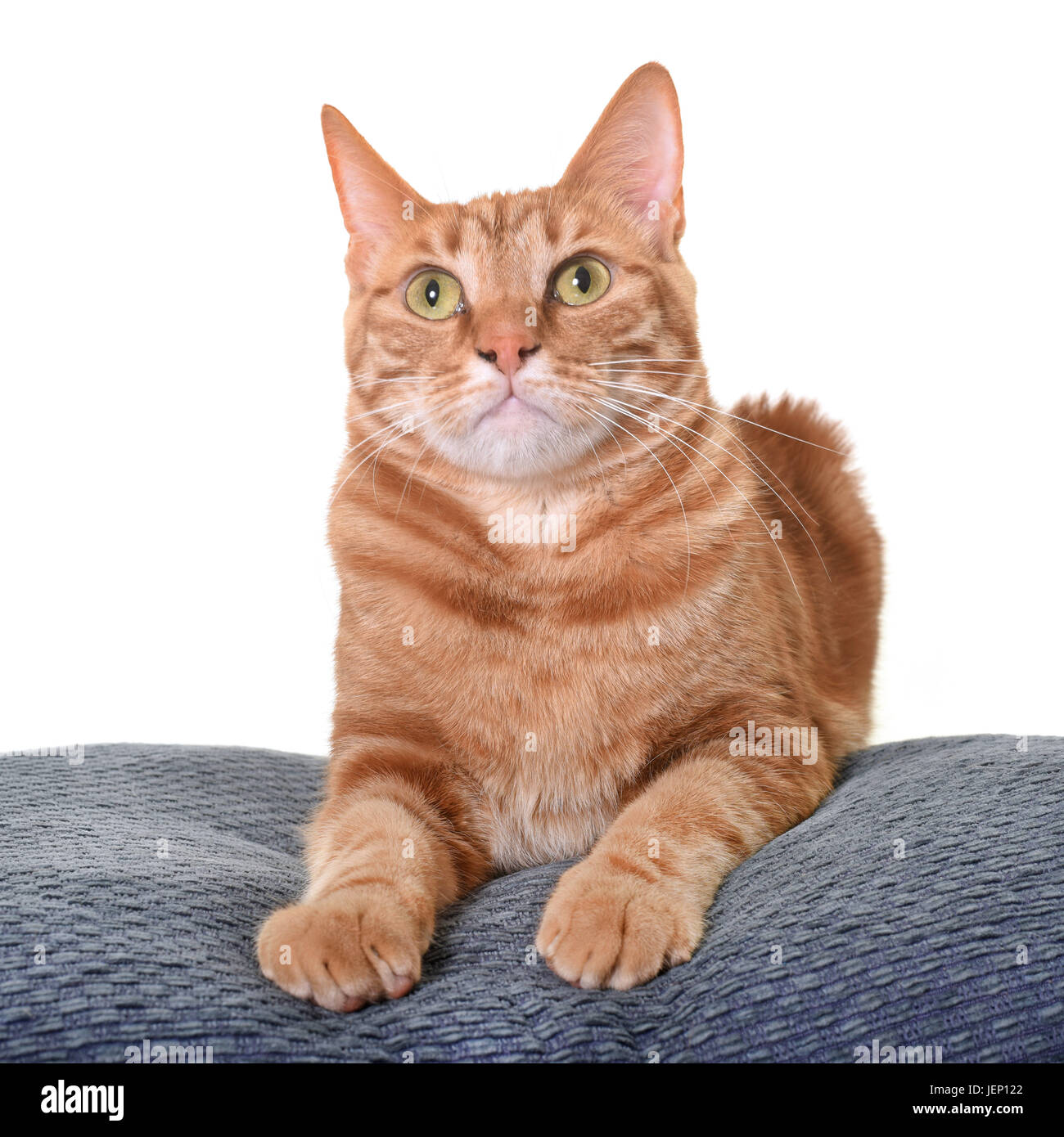 ginger cat in front of white background Stock Photo - Alamy