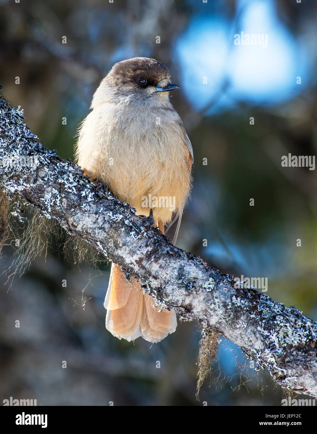 Bird on branch Stock Photo - Alamy