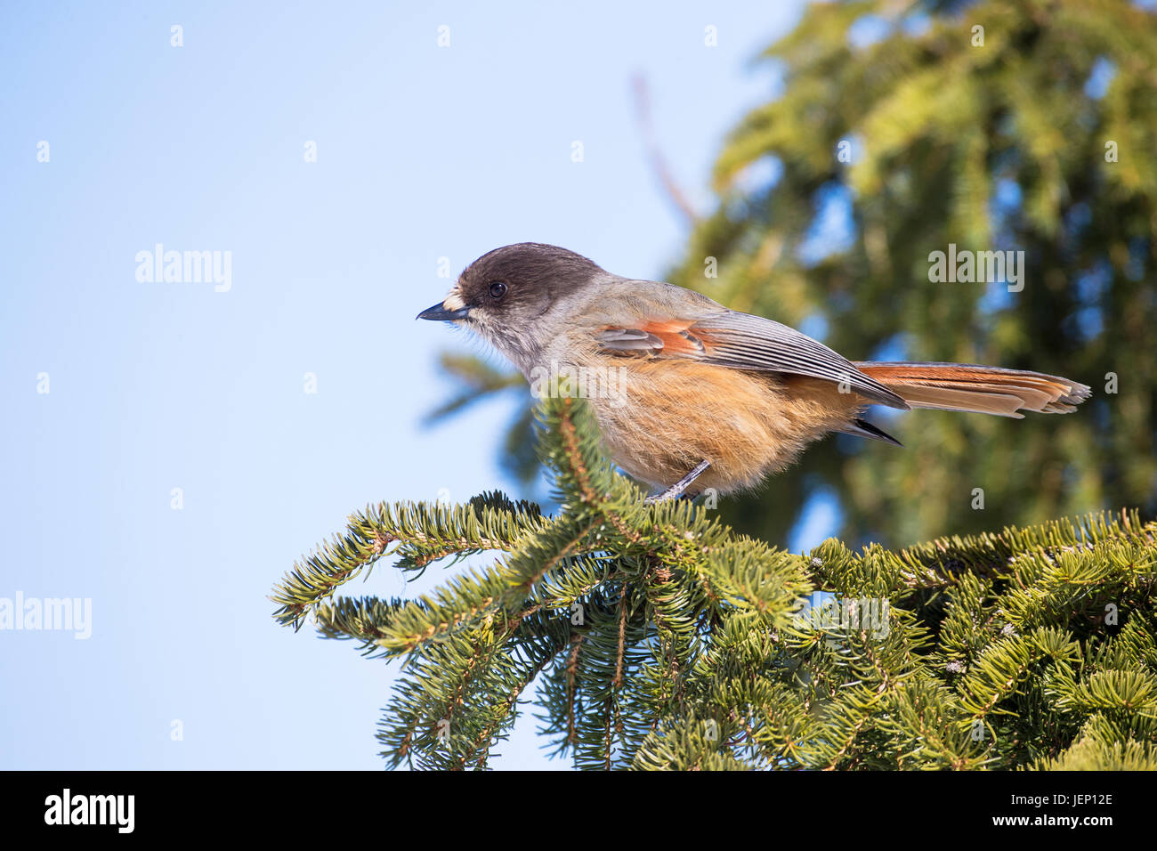 Bird on branch Stock Photo - Alamy