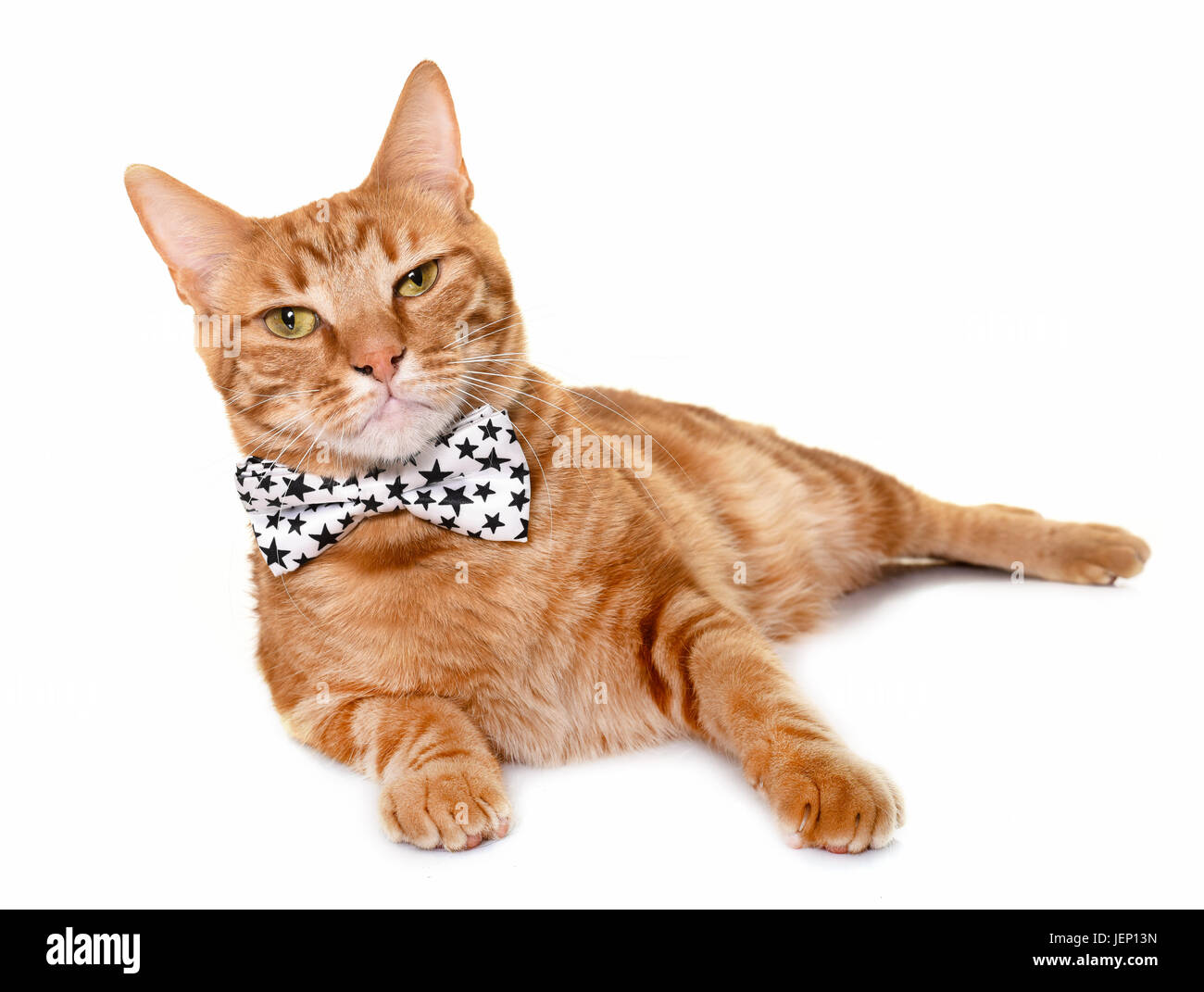 ginger cat in front of white background Stock Photo - Alamy