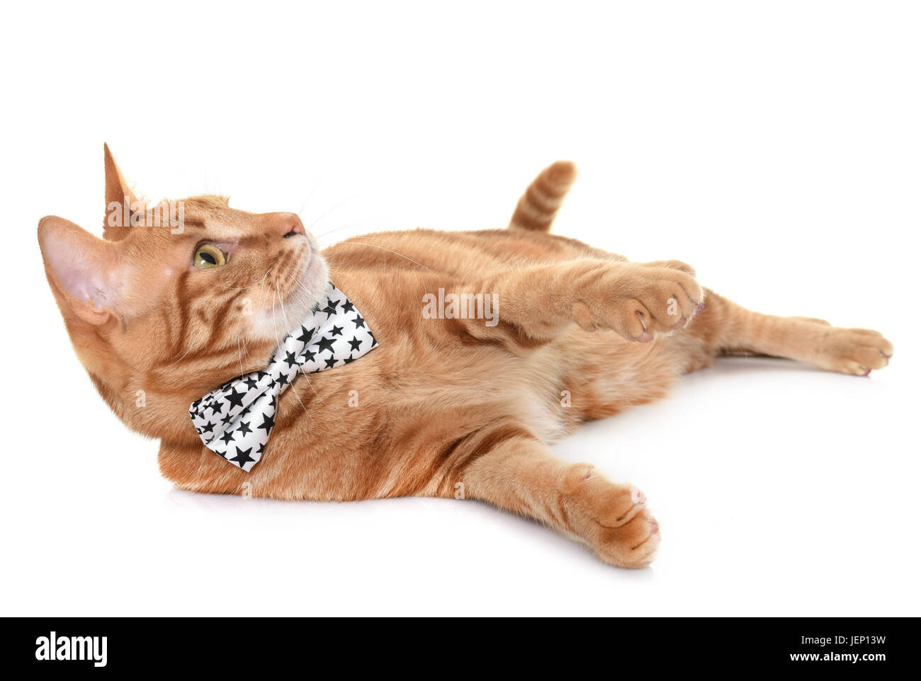ginger cat in front of white background Stock Photo - Alamy