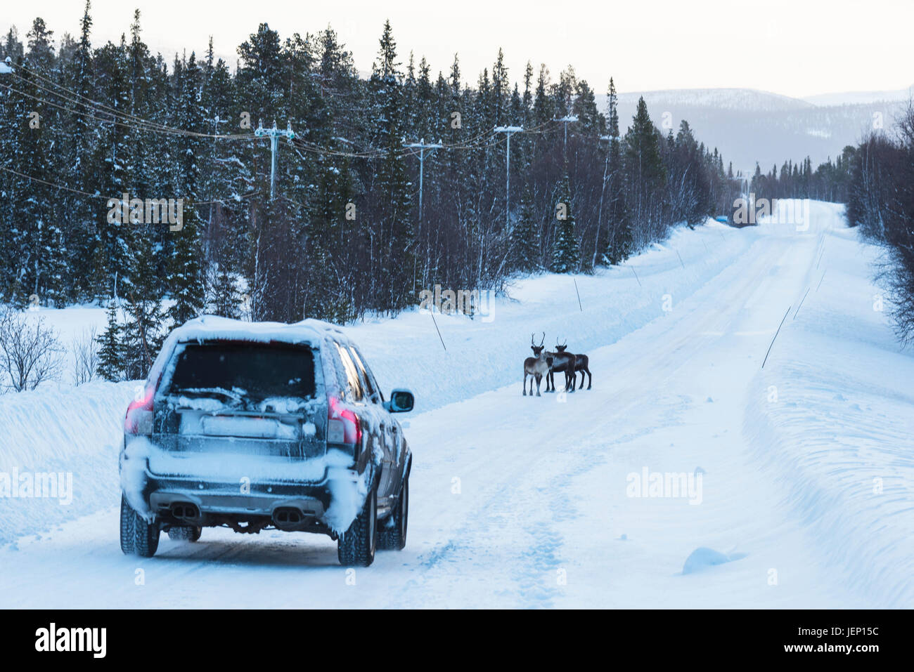 Car and reindeer on country road at winter Stock Photo - Alamy