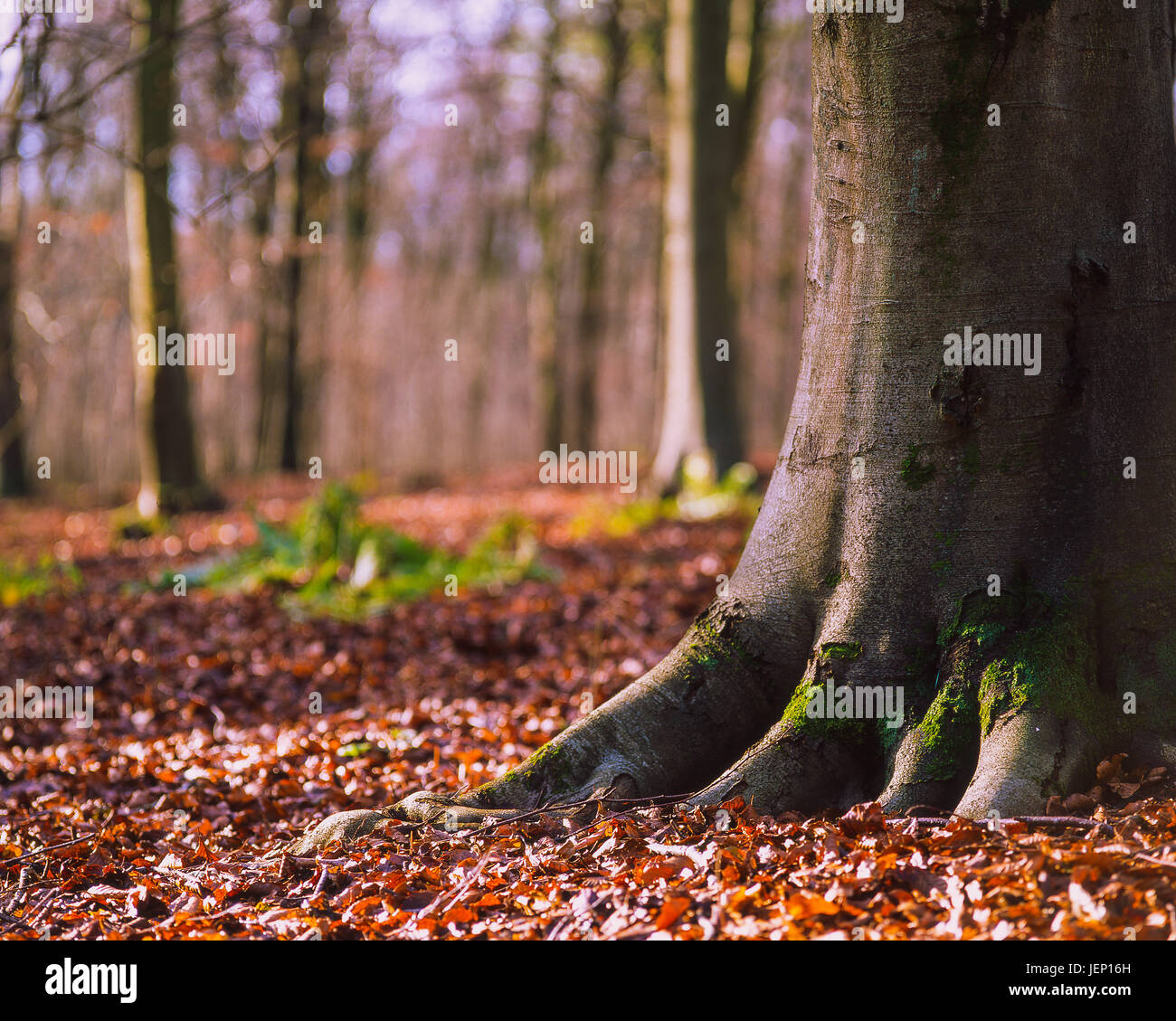 Base of a tree in woodland getting the morning light photographed with ...