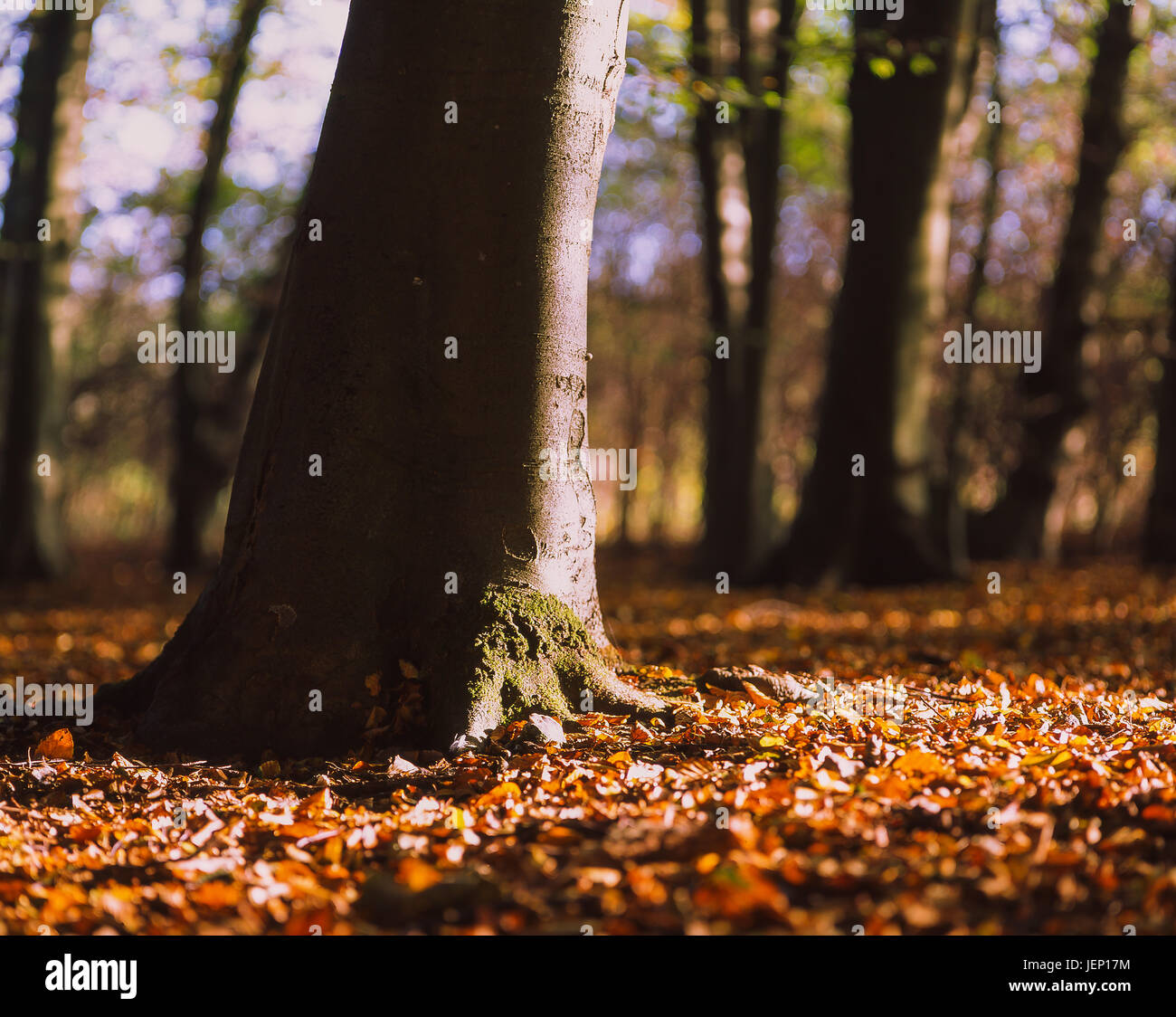 Base of a tree in woodland getting the morning light photographed with ...