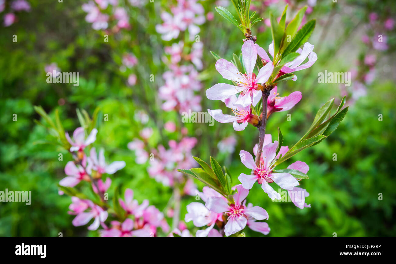 Almond plant hi-res stock photography and images - Alamy