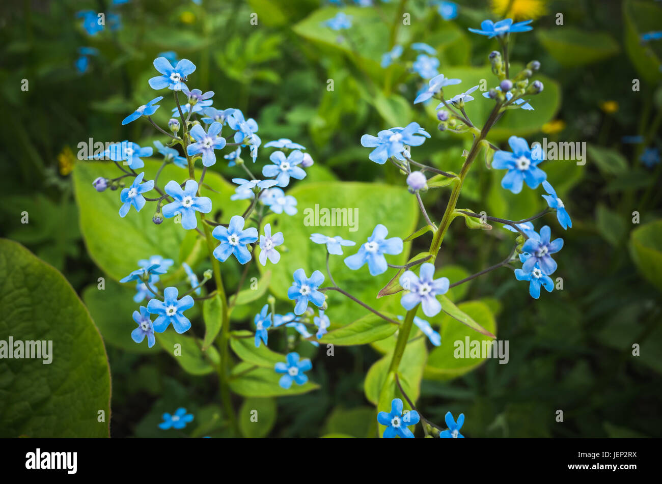 Forget me not. Blue flowers in spring garden. Macro photo with ...