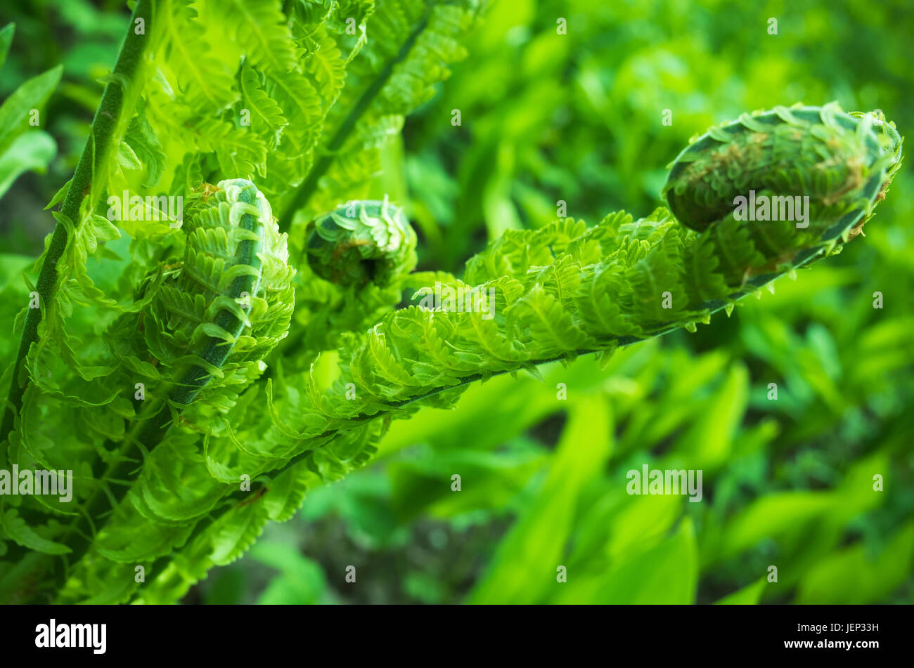 Twisted plant stem hi-res stock photography and images - Alamy