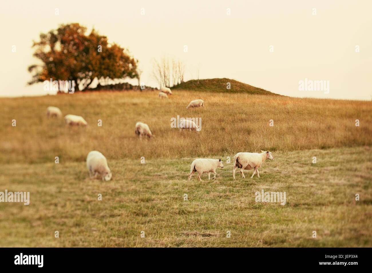 Sheep on pasture Stock Photo - Alamy