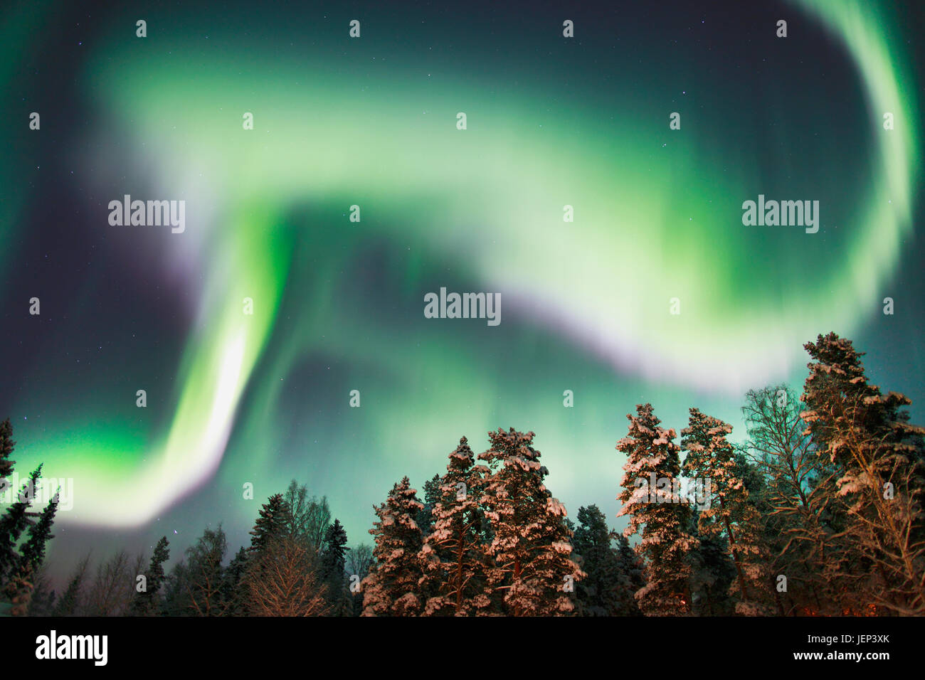 Aurora borealis above forest Stock Photo - Alamy