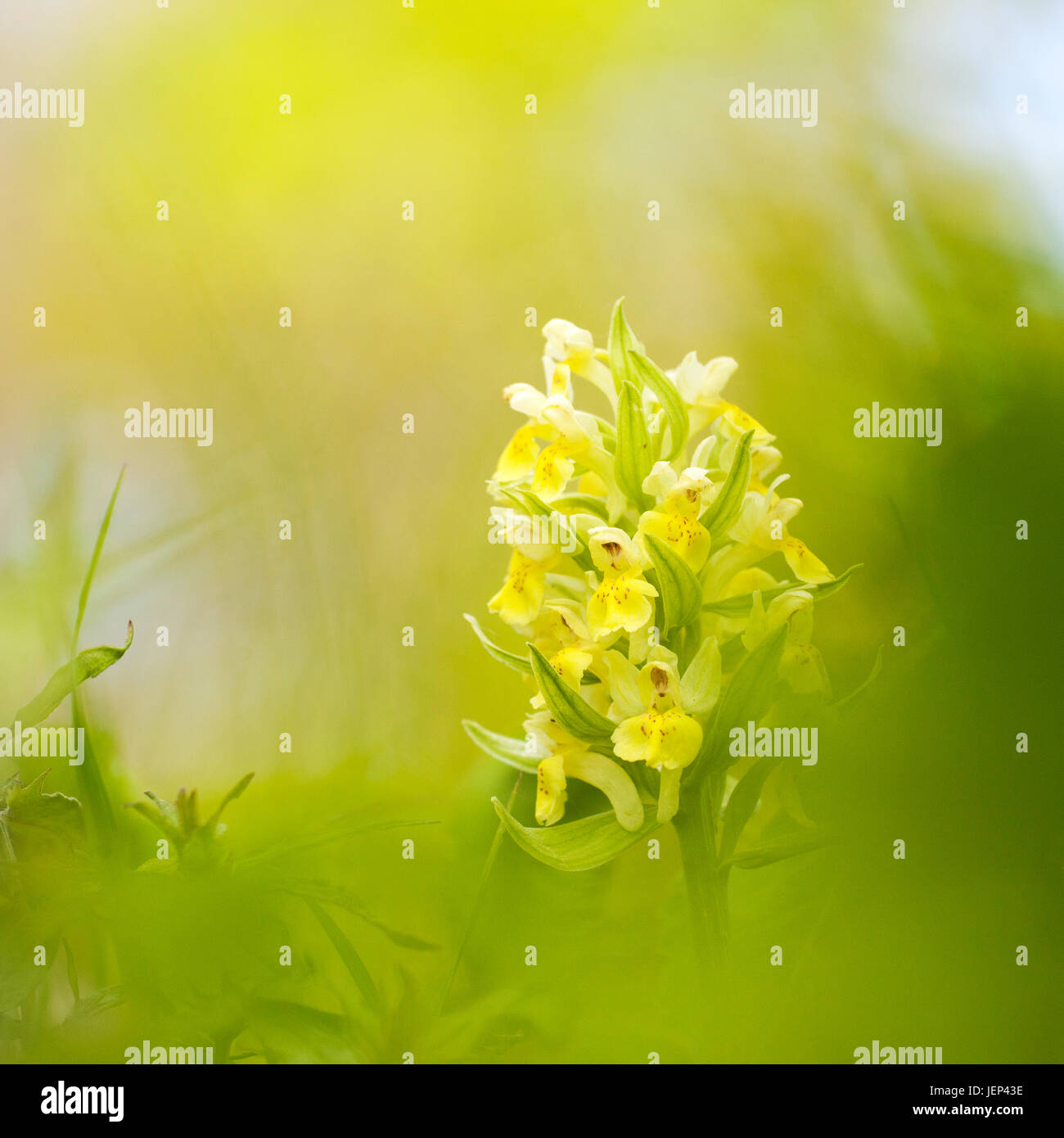 National flower of sweden hi-res stock photography and images - Alamy