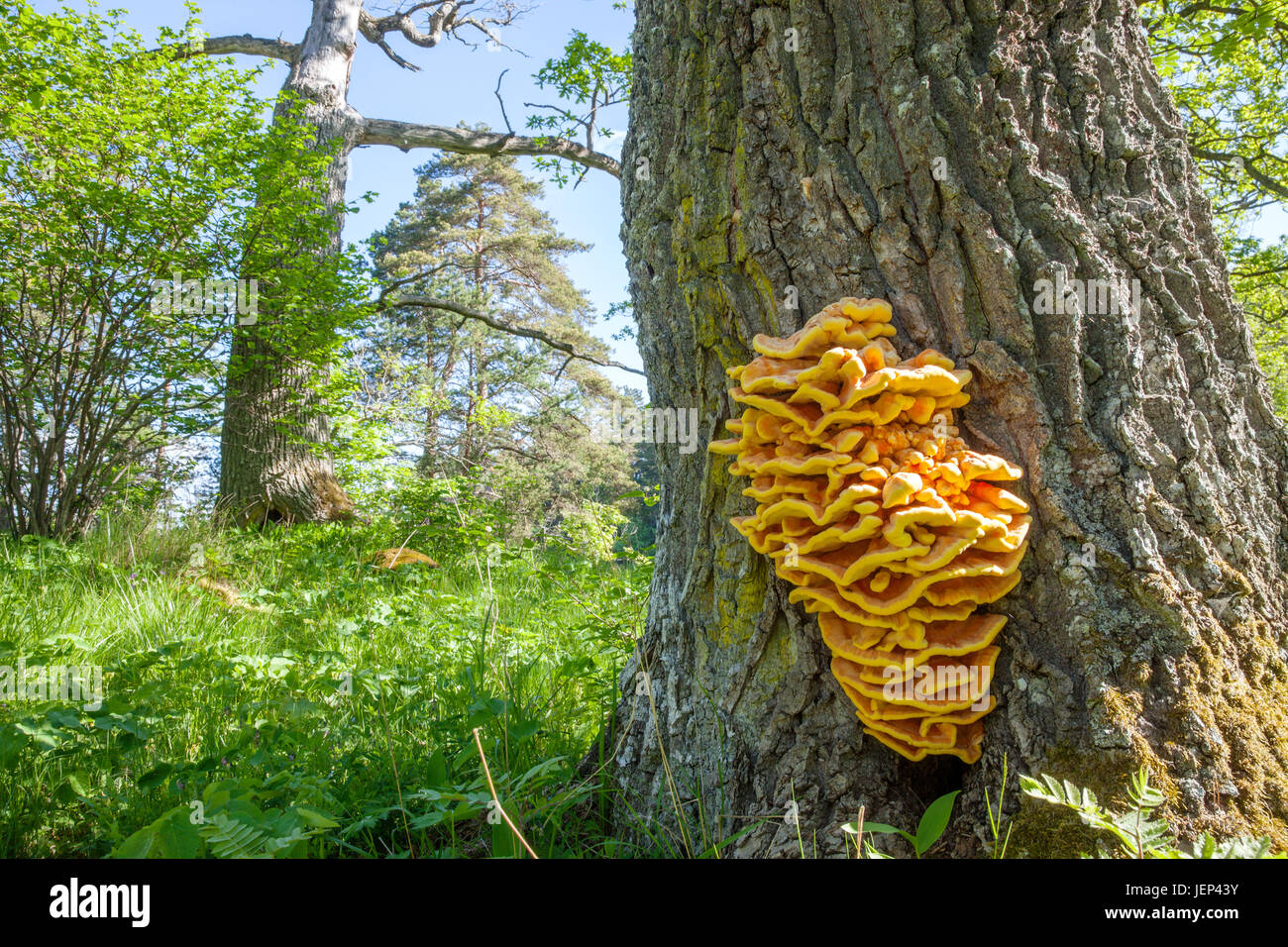 Yellow fungi on tree Stock Photo - Alamy
