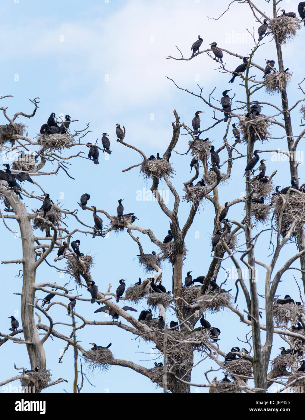 Birds perching on bare tree Stock Photo - Alamy