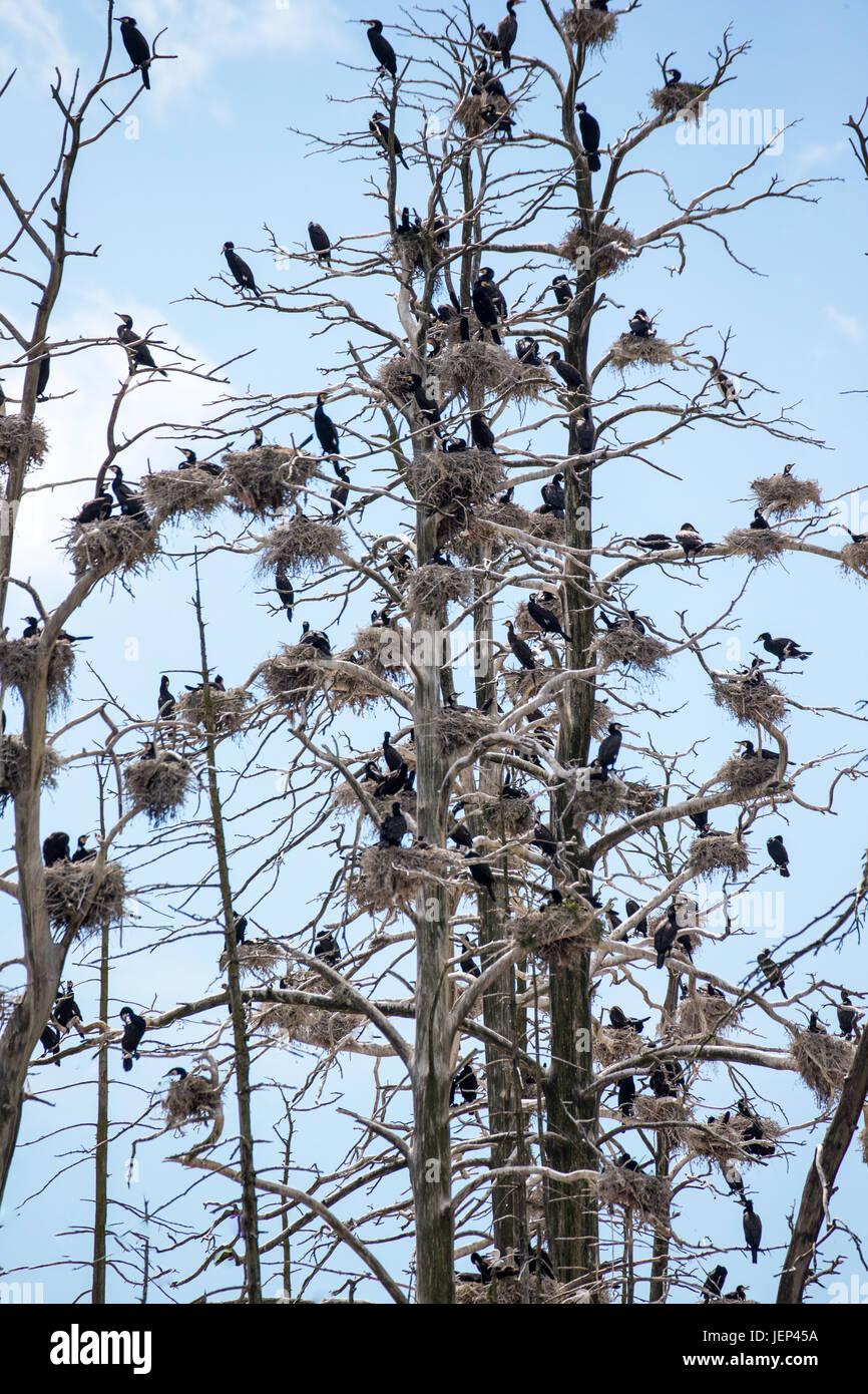 Birds perching on bare tree Stock Photo - Alamy