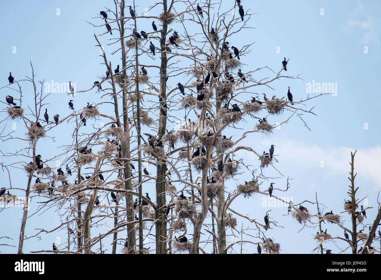 Birds perching on bare tree Stock Photo - Alamy