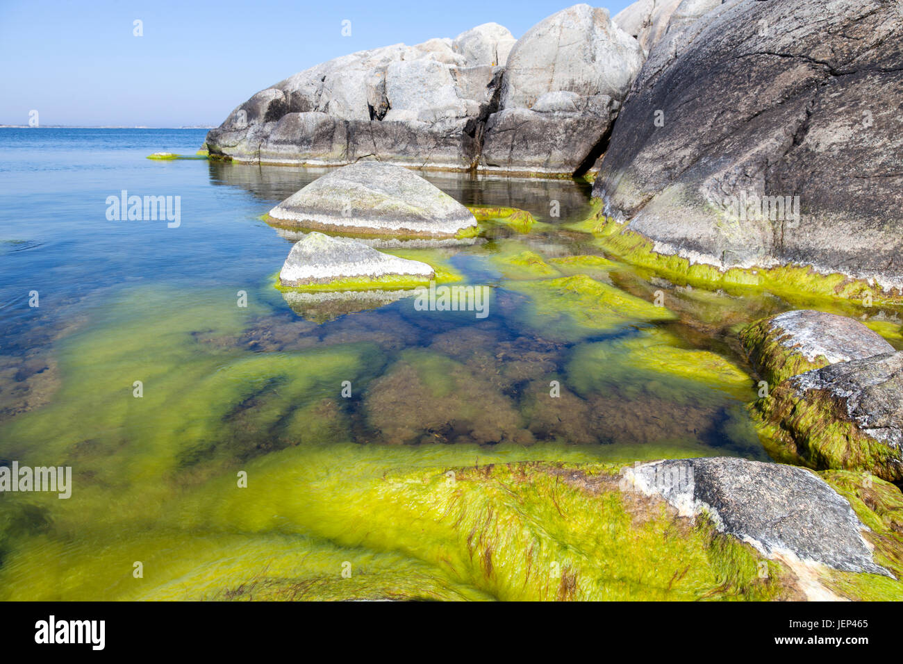 Eutrophication underwater hi-res stock photography and images - Alamy
