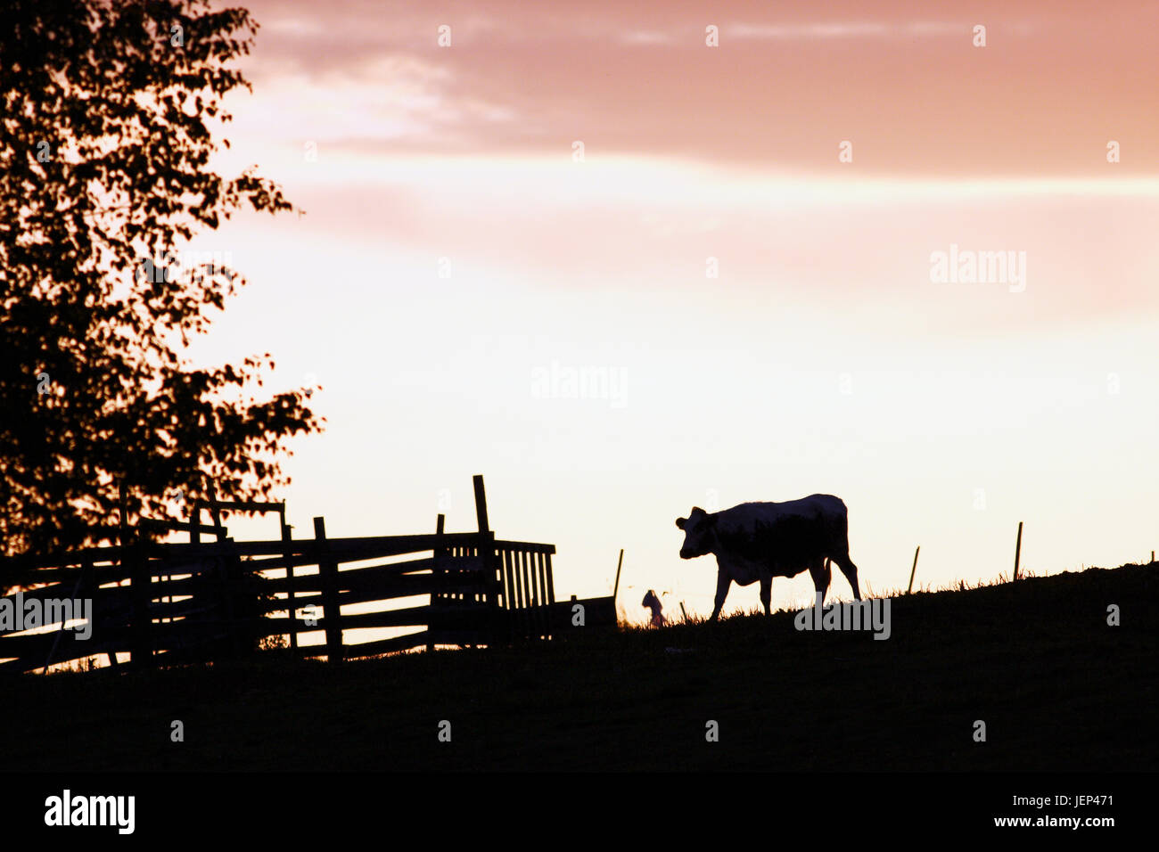 Silhouette of cow at sunset Stock Photo - Alamy