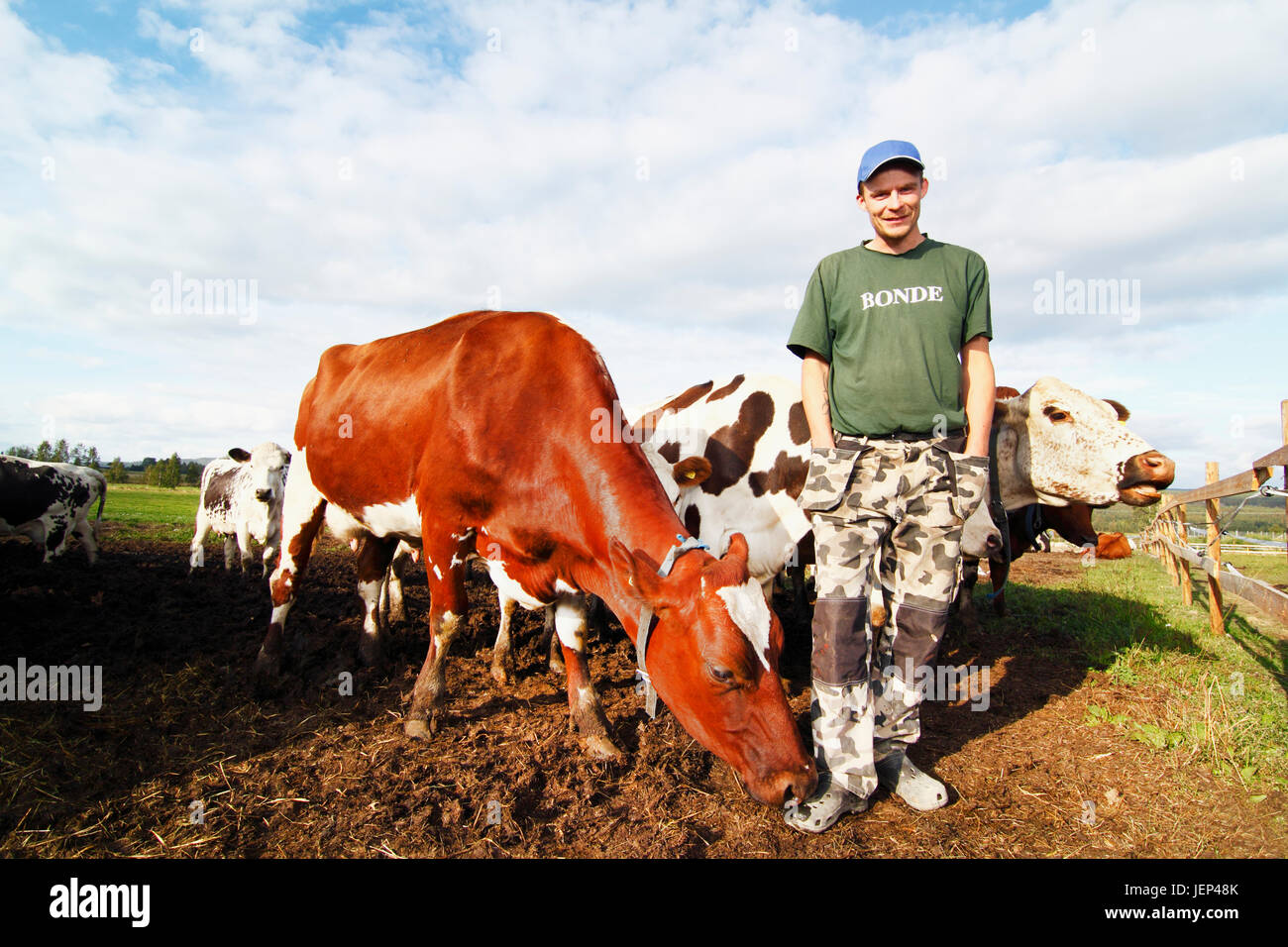 Man with cows on pasture Stock Photo - Alamy