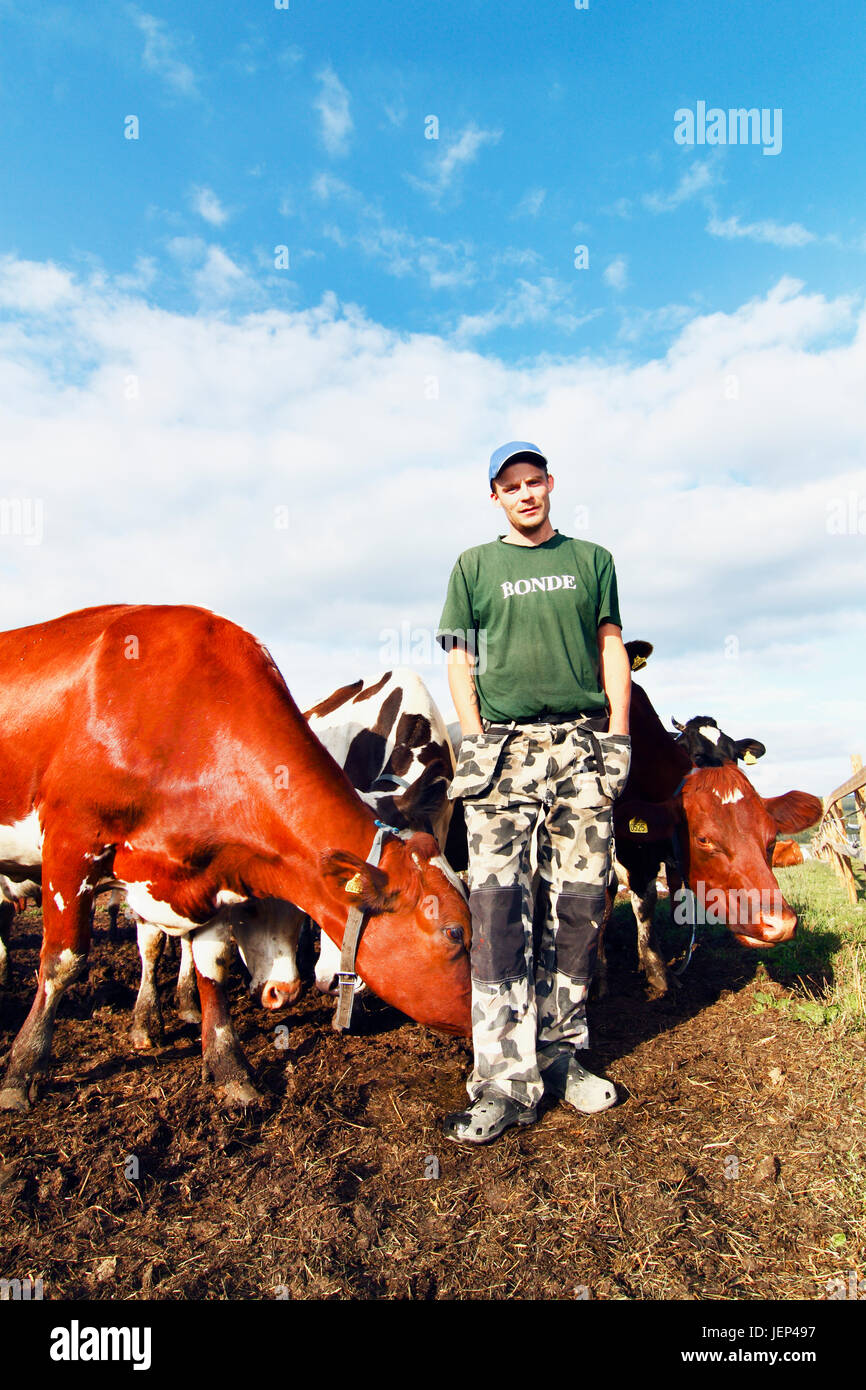 Man with cows on pasture Stock Photo - Alamy