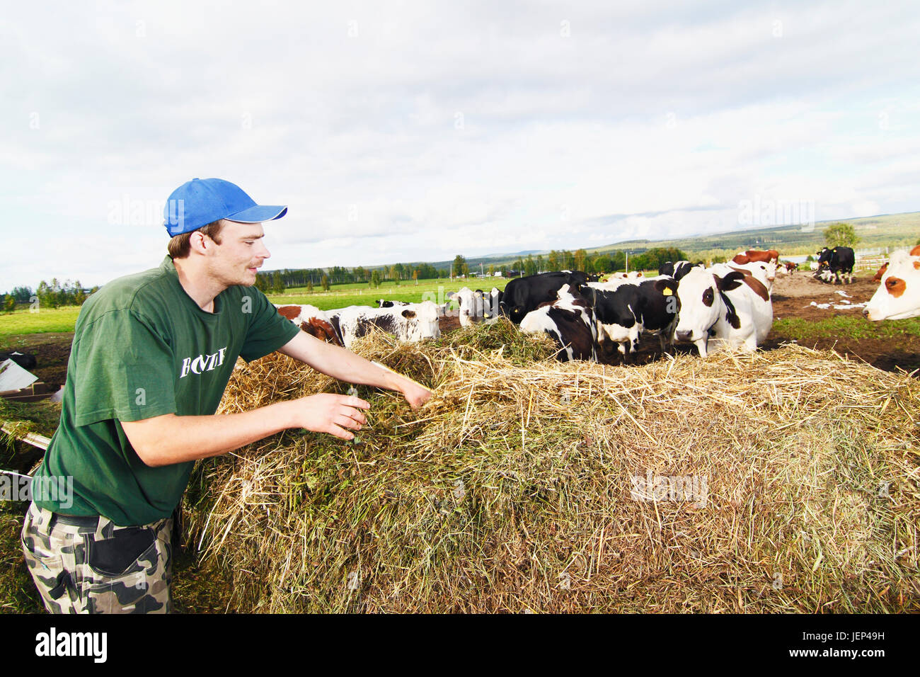 Side view of men and cattle hi-res stock photography and images - Alamy