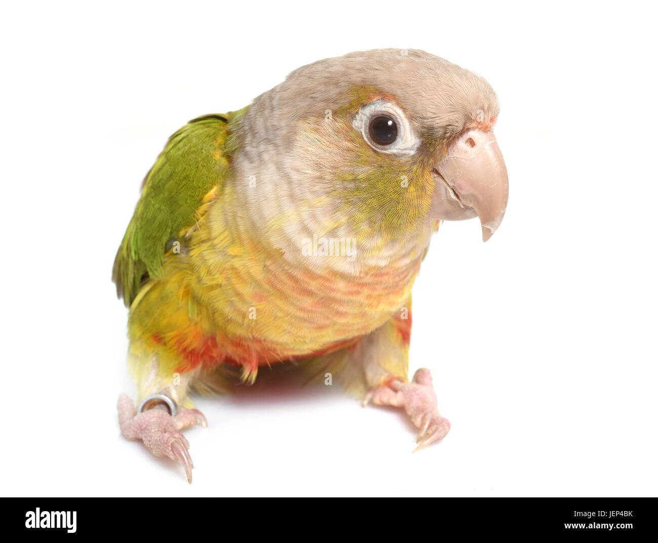 conure cinnamon in front of white background Stock Photo - Alamy