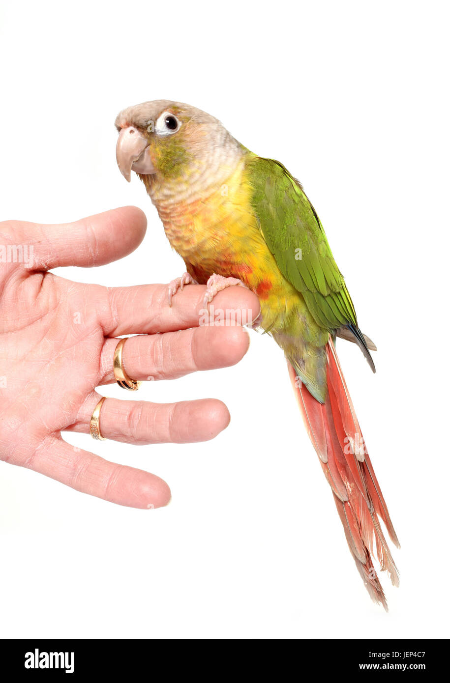 conure cinnamon in front of white background Stock Photo - Alamy