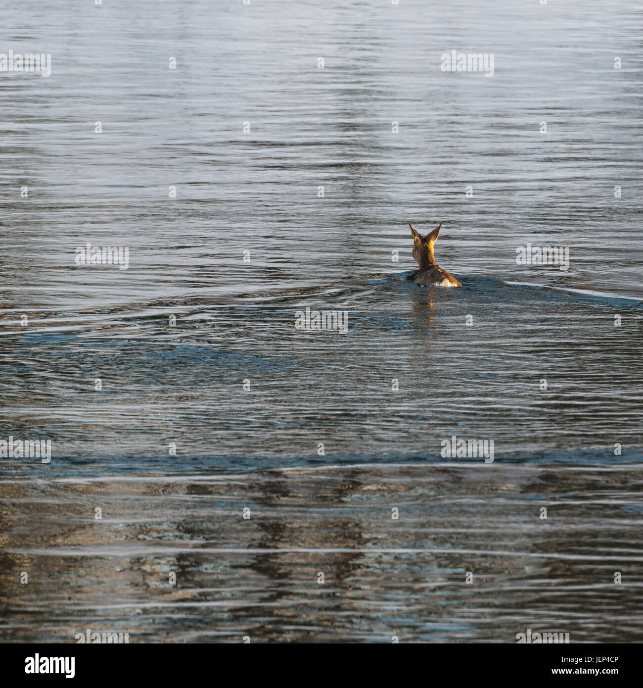 Deer swimming hi-res stock photography and images - Alamy