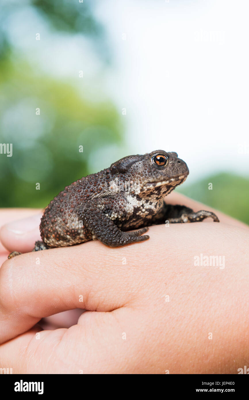 Hands holding frog Stock Photo - Alamy