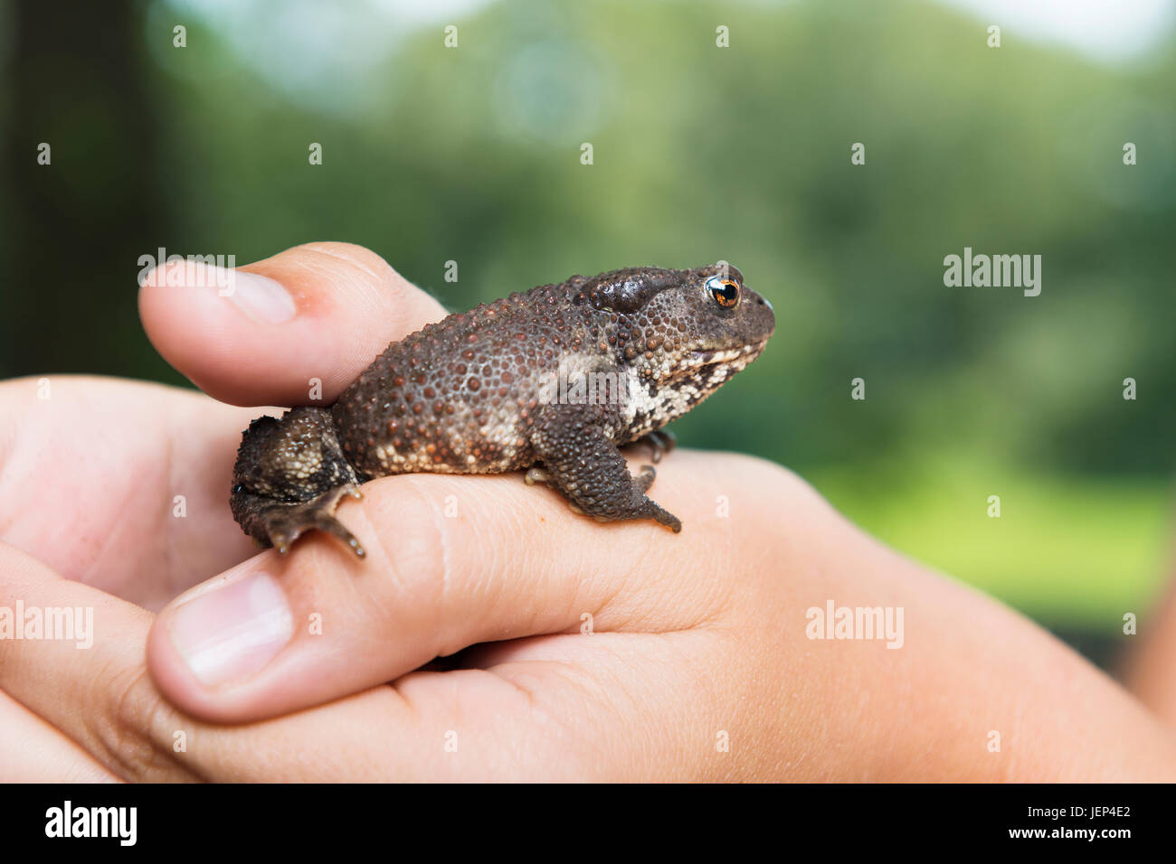 Hands holding frog Stock Photo - Alamy