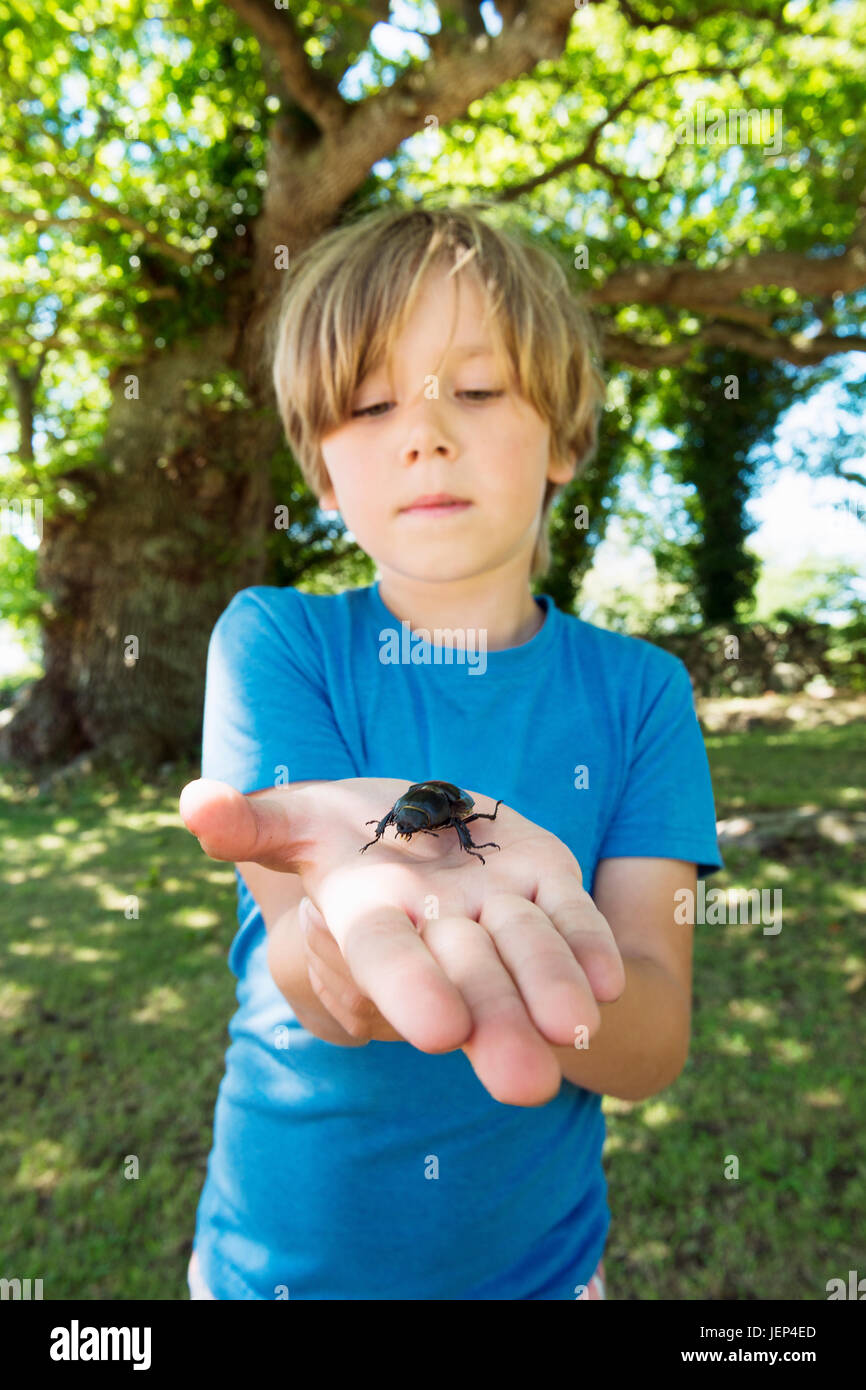 Boy holding beetle hi-res stock photography and images - Alamy