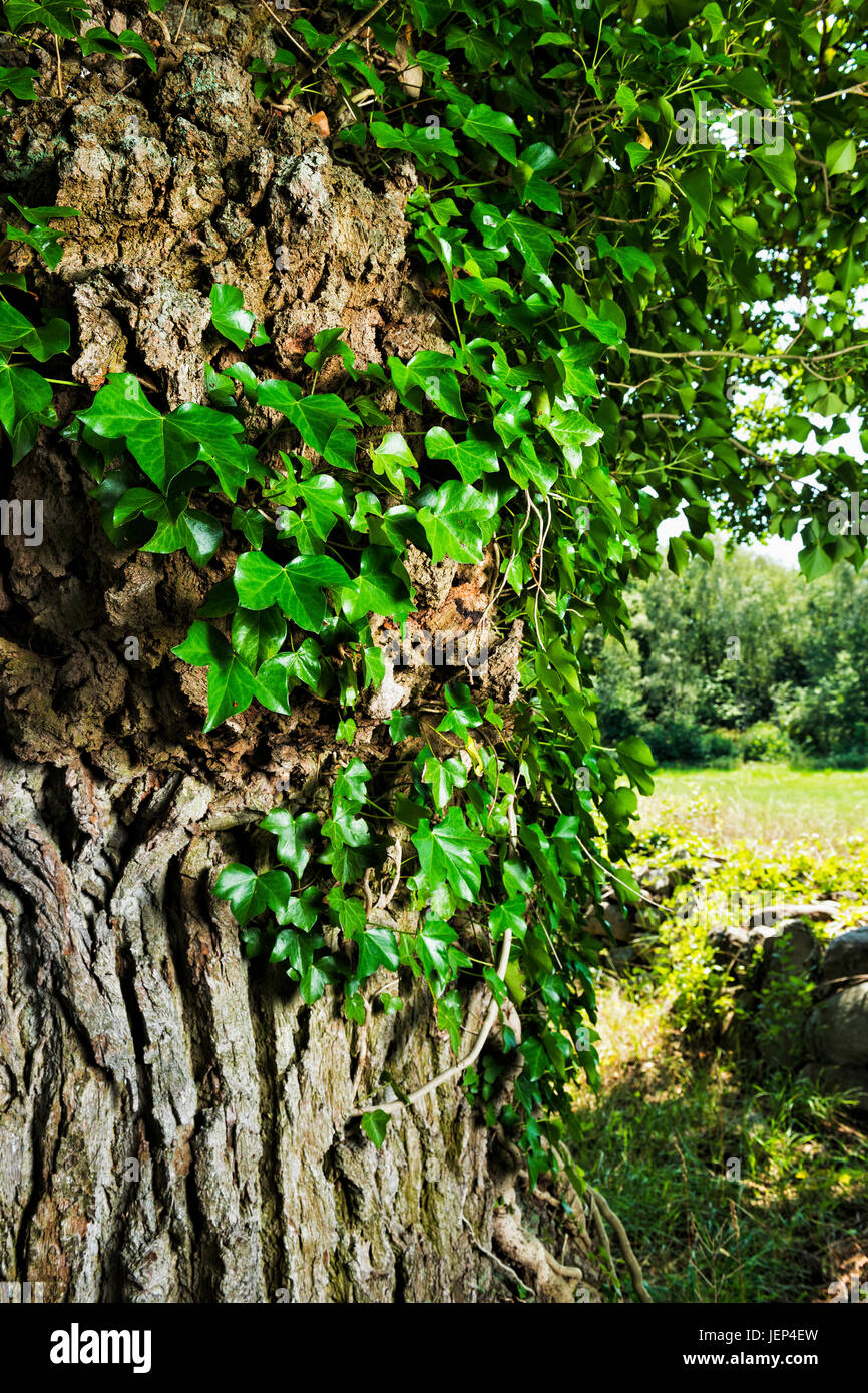 Ivy on tree Stock Photo - Alamy