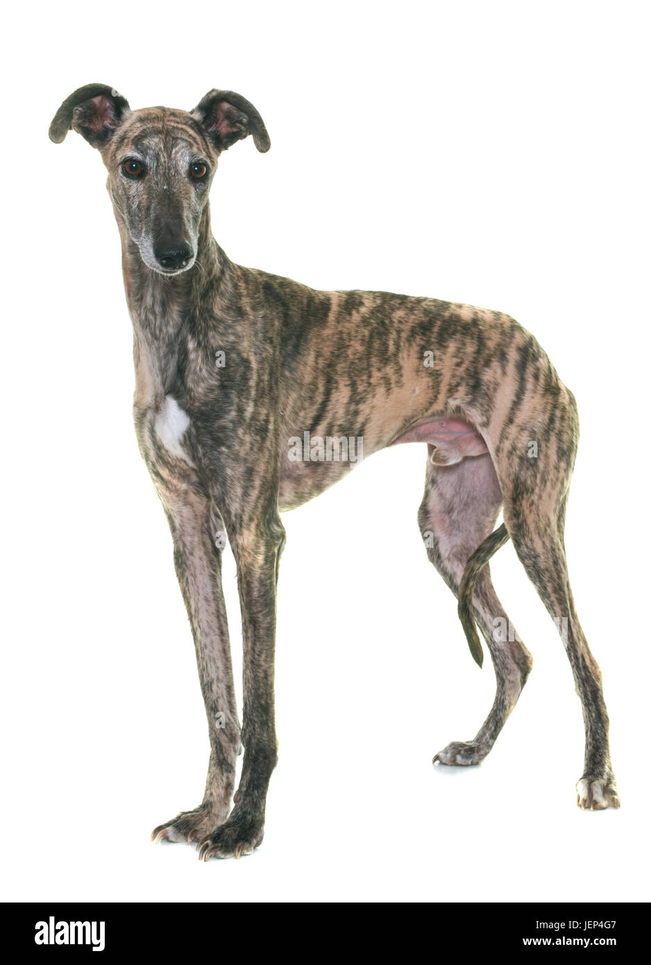galgo espanol in front of white background Stock Photo - Alamy