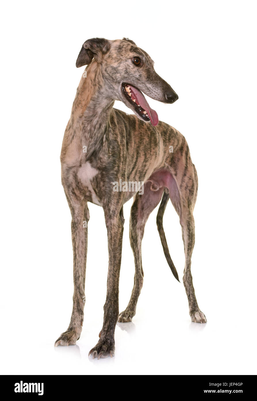 galgo espanol in front of white background Stock Photo - Alamy