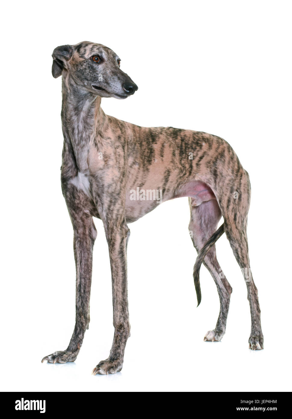 galgo espanol in front of white background Stock Photo - Alamy